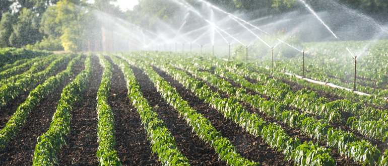 How to Start a Farm: A Step-By-Step Guide for the Beginners