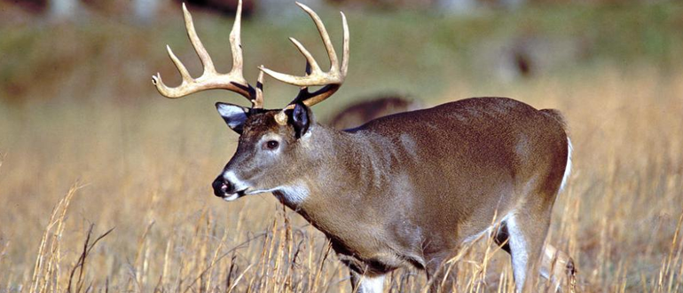 The Ethics of Hunting: Is Hunting Animal Cruelty?