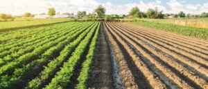 How to Start a Farm: A Step-By-Step Guide for the Beginners