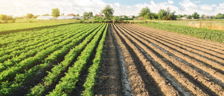 How to Start a Farm: A Step-By-Step Guide for the Beginners