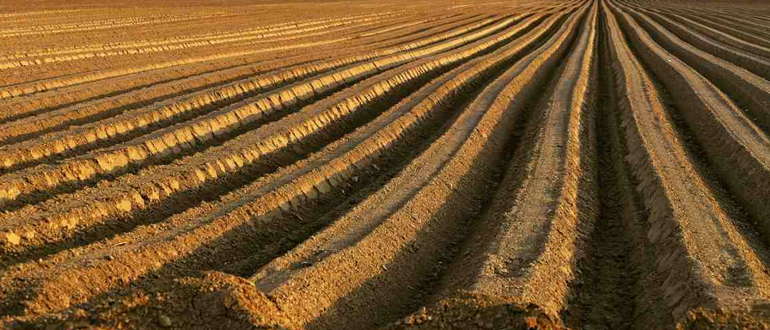 How to Start a Farm: A Step-By-Step Guide for the Beginners