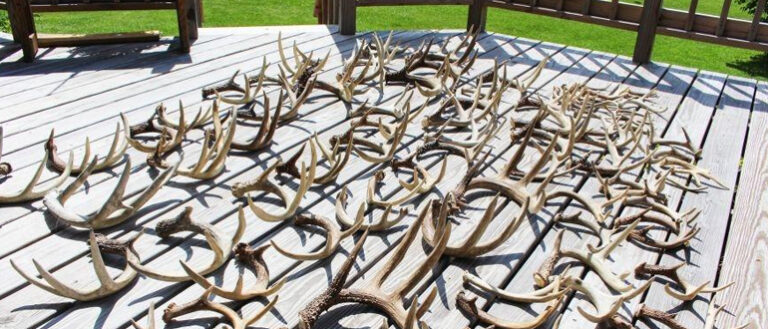 The Ethics of Hunting: Is Hunting Animal Cruelty?