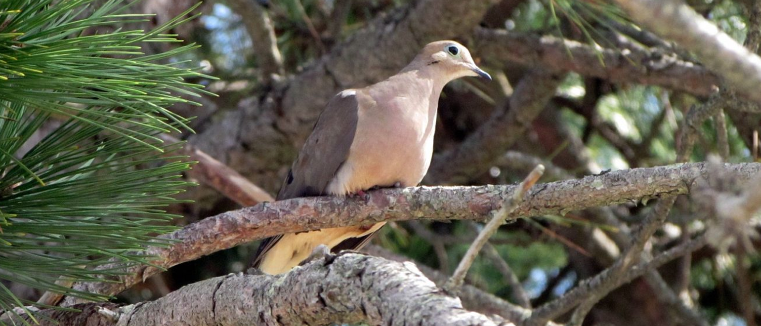 Guide to Florida Dove Hunting